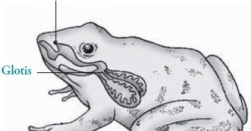 Sistem Pencernaan Pada Katak/Amphibi Lengkap Dengan Fungsinya - belajar ...