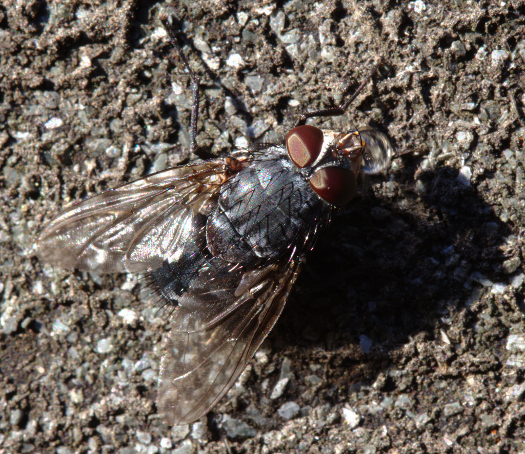 Nature photography with magnification: Mirror lock-up
