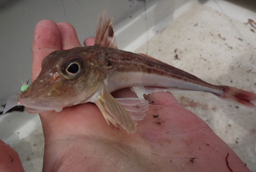 Mission Impossible : To catch 100 species of saltwater fish from ...