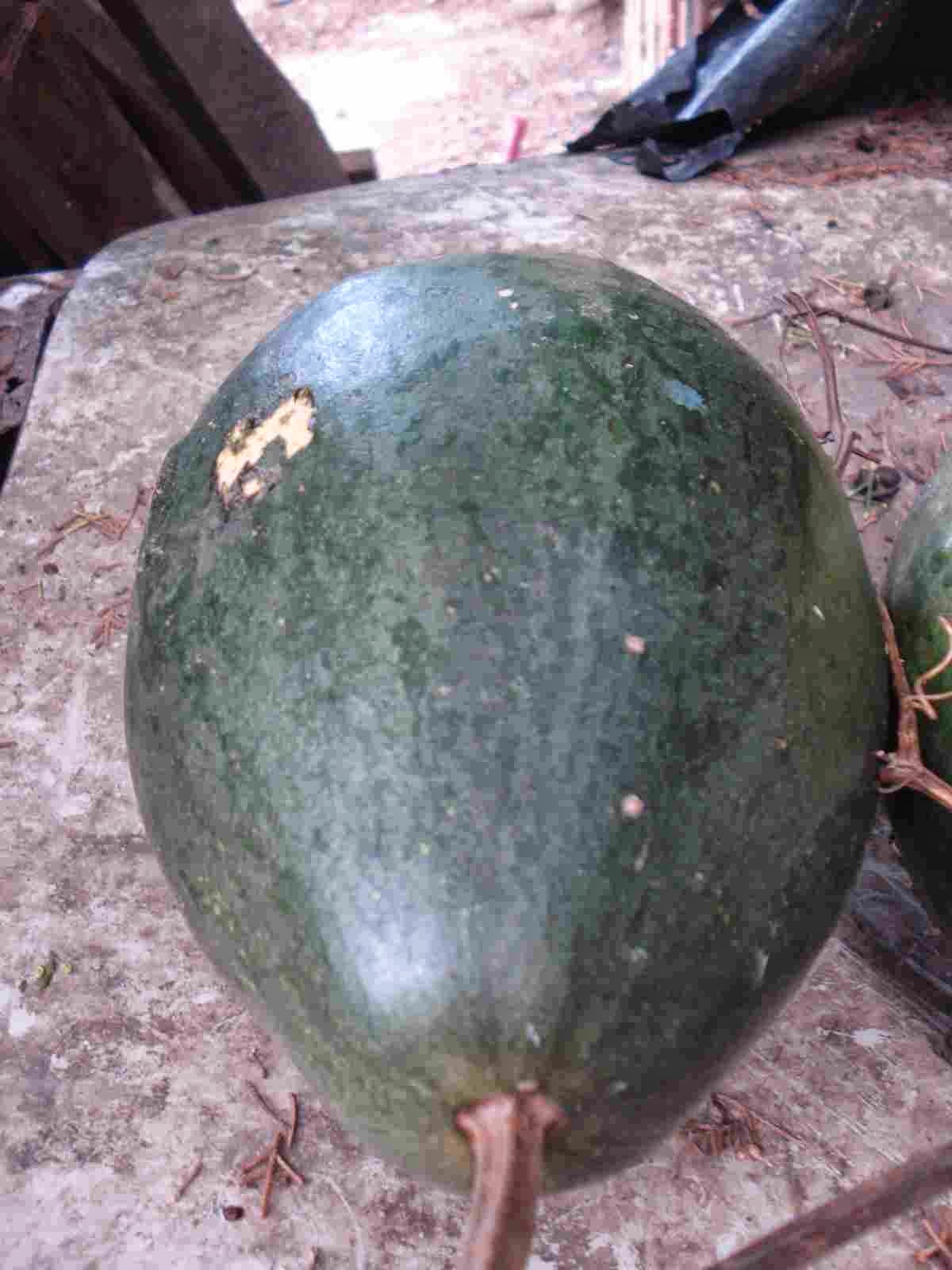 Canguçu em Cores: Caxi - Lagenaria siceraria - Imagens - Canguçu - RS ...