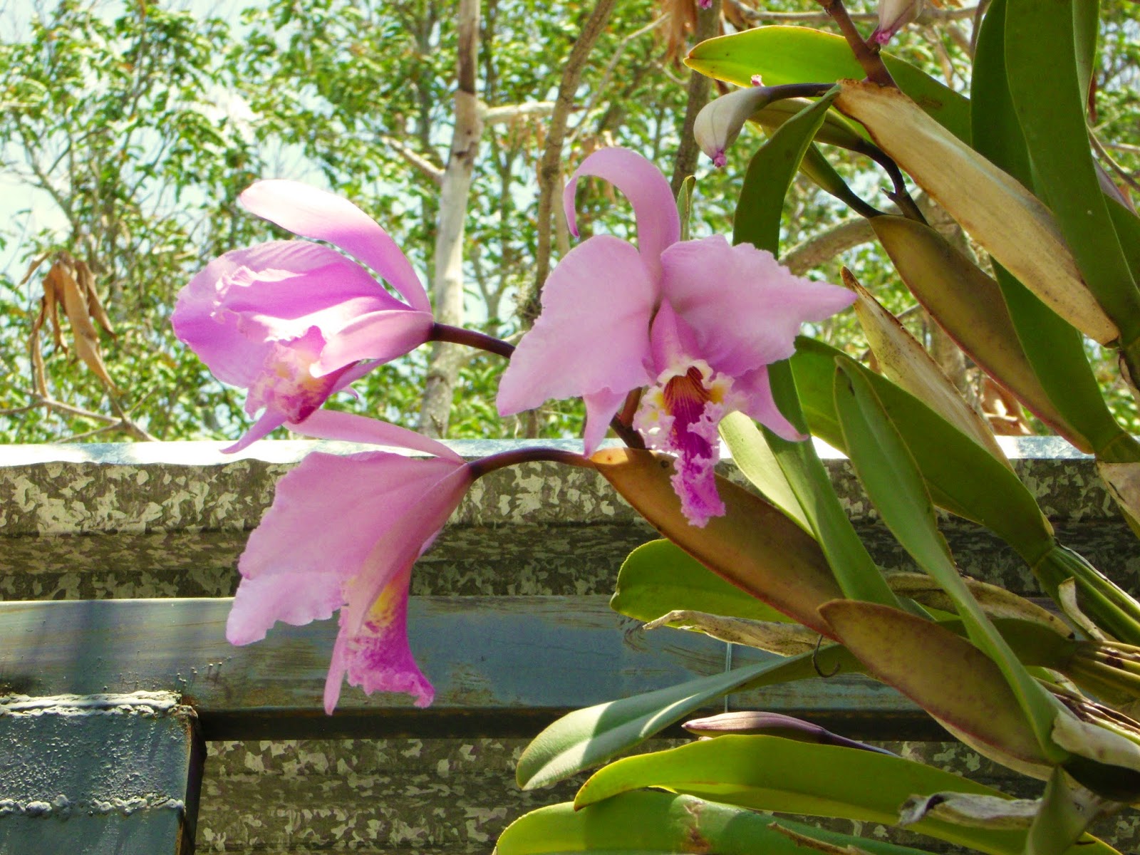 FotoDogitalGustavo: Orquidea ( Flor nacional de Venezuela)