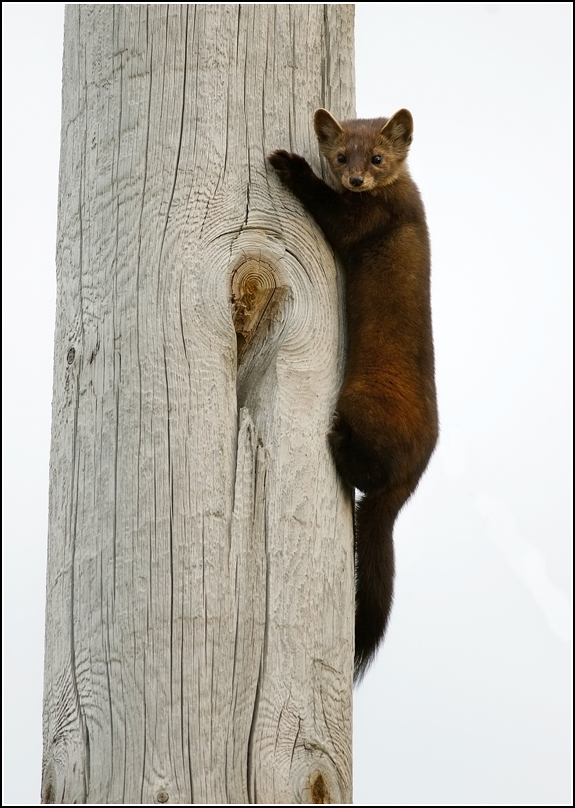 Explorations of an Ecologist: Charismatic mammals and a request