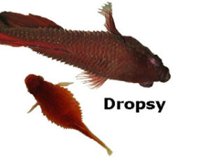 \ Dropsy pada Ikan