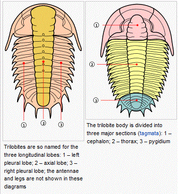 Invertebrate Zoology: Trilobites