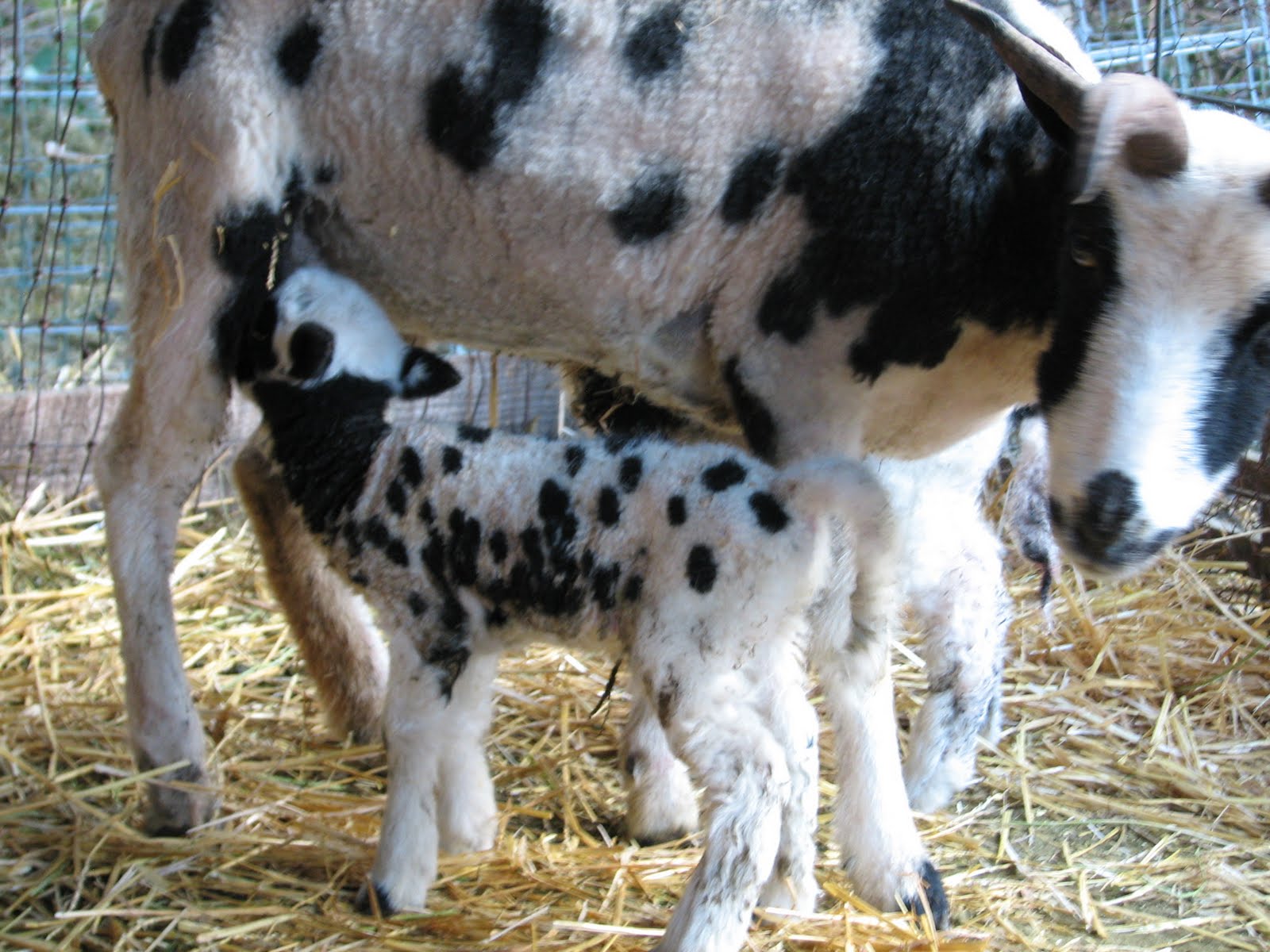 Red Dog, Spotted Sheep: Lambs ! 2011 Jacob Sheep Lambs