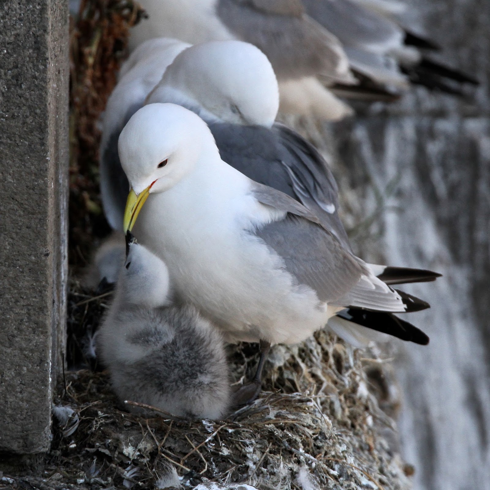 TrogTrogBlog: Bird of the week - Kittiwake