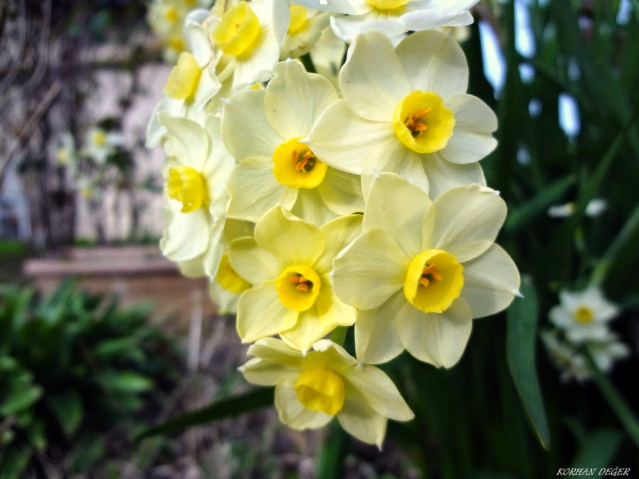 NERGİS(Narcissus) BAKIMI | Çiçek Bakımı, Çiçek Çeşitleri, Çiçek Türleri ...