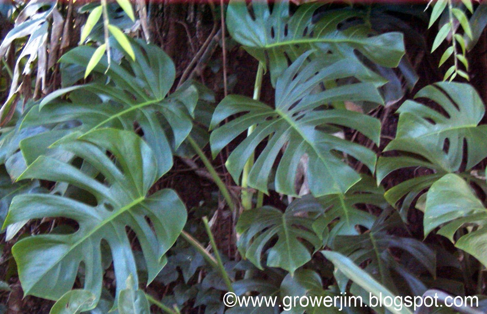 Garden Adventures: Monstera deliciosa