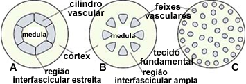 Asteraceae: Organização primária e secundária do caule.