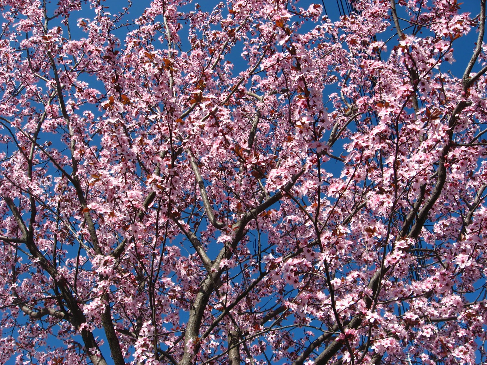 .printre nori: Un copac - poezie de primavara