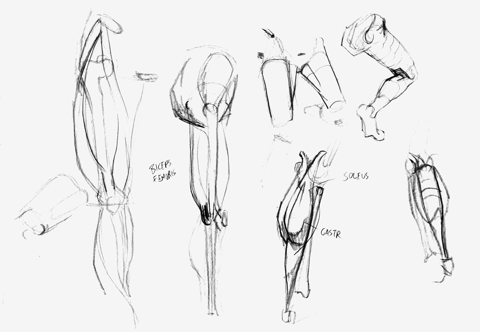 imagetalker-Dove.: Leg muscles!