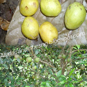 ALL AFRICAN DISHES: BENEFIT OF AFRICAN BUSH MANGO