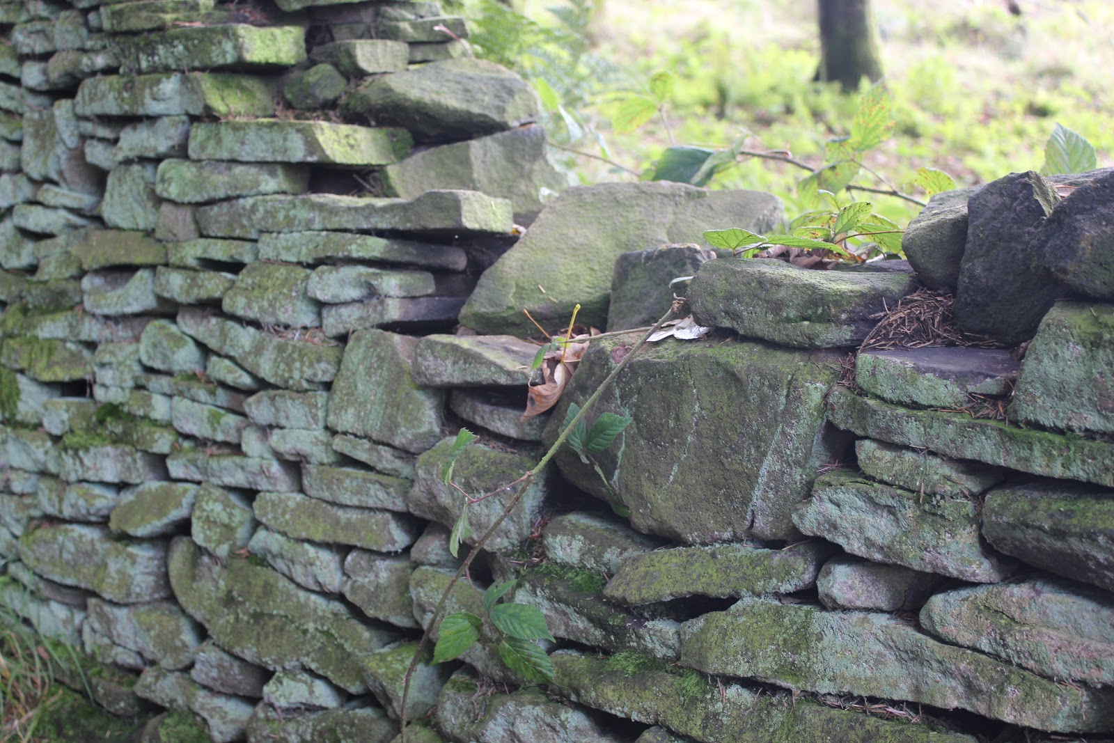 Juliet D Collins: Dry Stone Walls