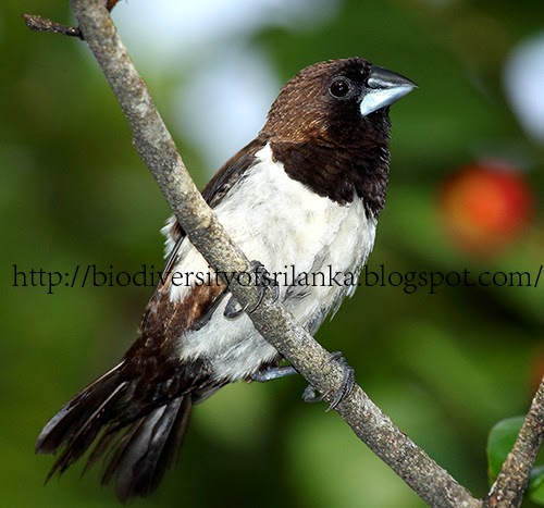 Biodiversity of Sri Lanka: වී කුරුල්ලා/පිට සුදු වී කුරුල්ලා/නිතඹ සුදු ...