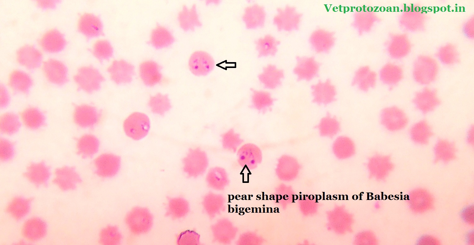 VETERINARY PARASITOLOGY: BABESIOSIS
