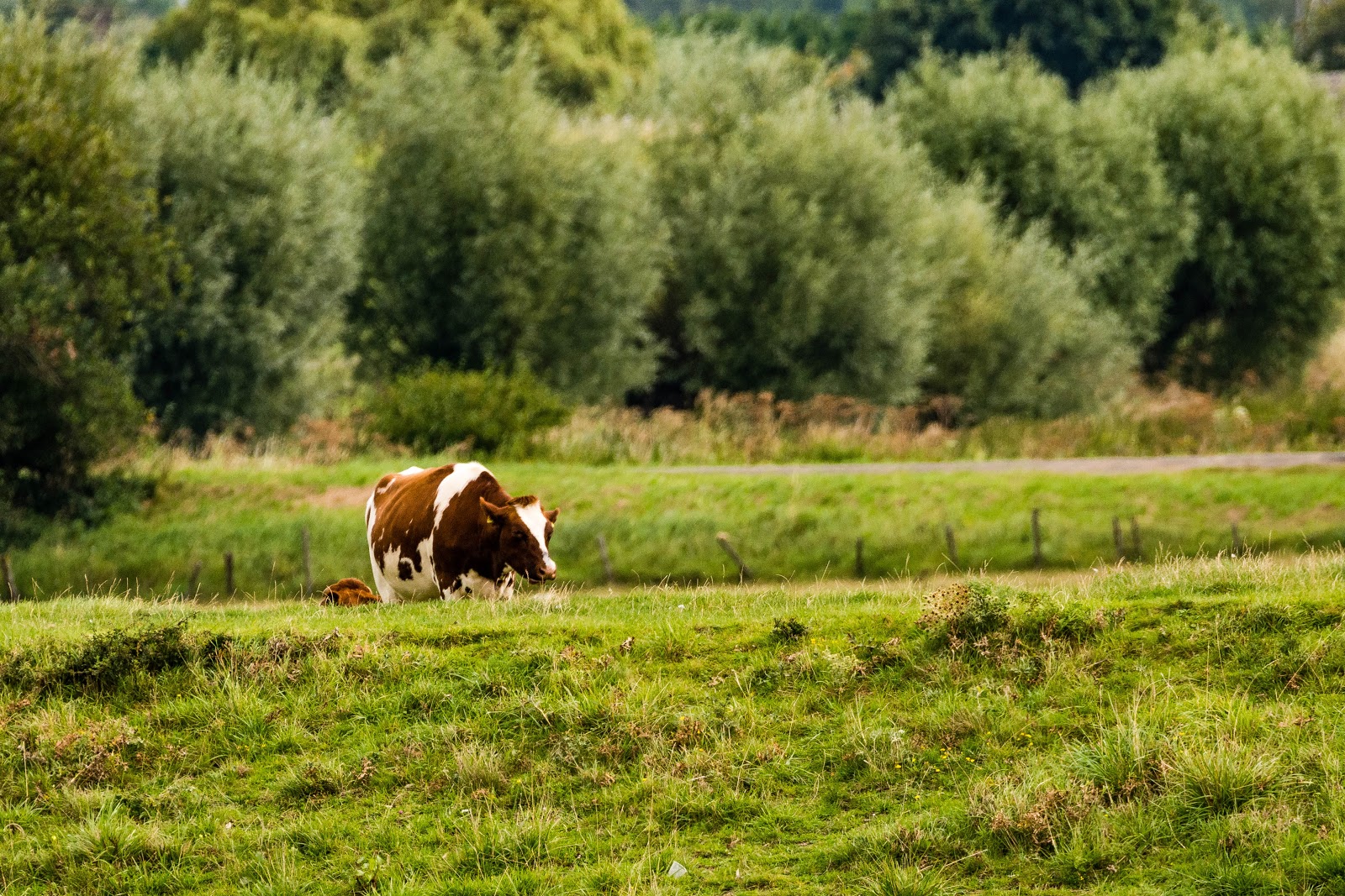 Claes`s Photo blog: photographing with a monopod.