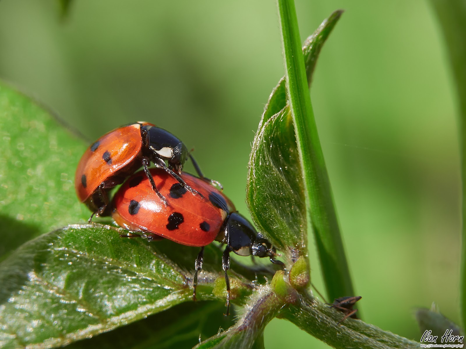 A Couple of Ladybugs