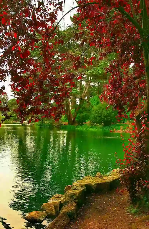 4K - Beautiful garden rose flowers and colorful rose bush