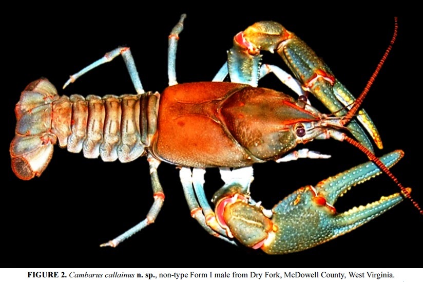 Species New to Science: [Crustacea • 2014] Cambarus (Puncticambarus ...