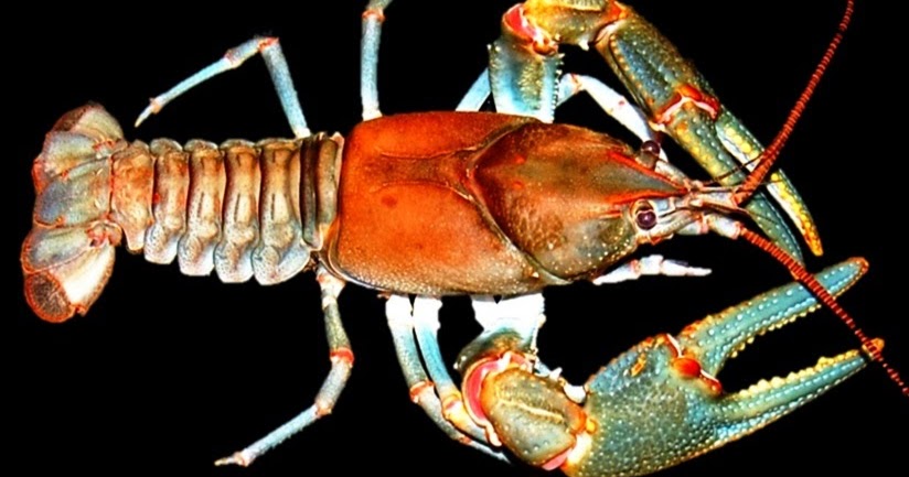 Species New to Science: [Crustacea • 2014] Cambarus (Puncticambarus ...