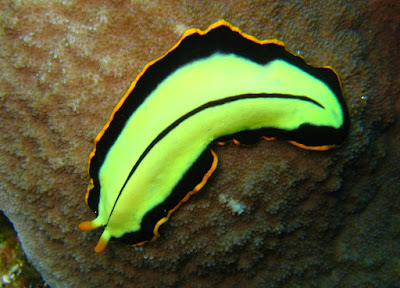 Real Monstrosities: Divided Flatworm