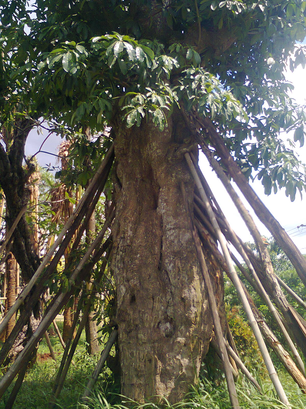 Ubay Landscape: PULE, Pohon Raksasa Peneduh