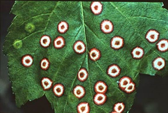 Field Biology in Southeastern Ohio: Maples of Ohio