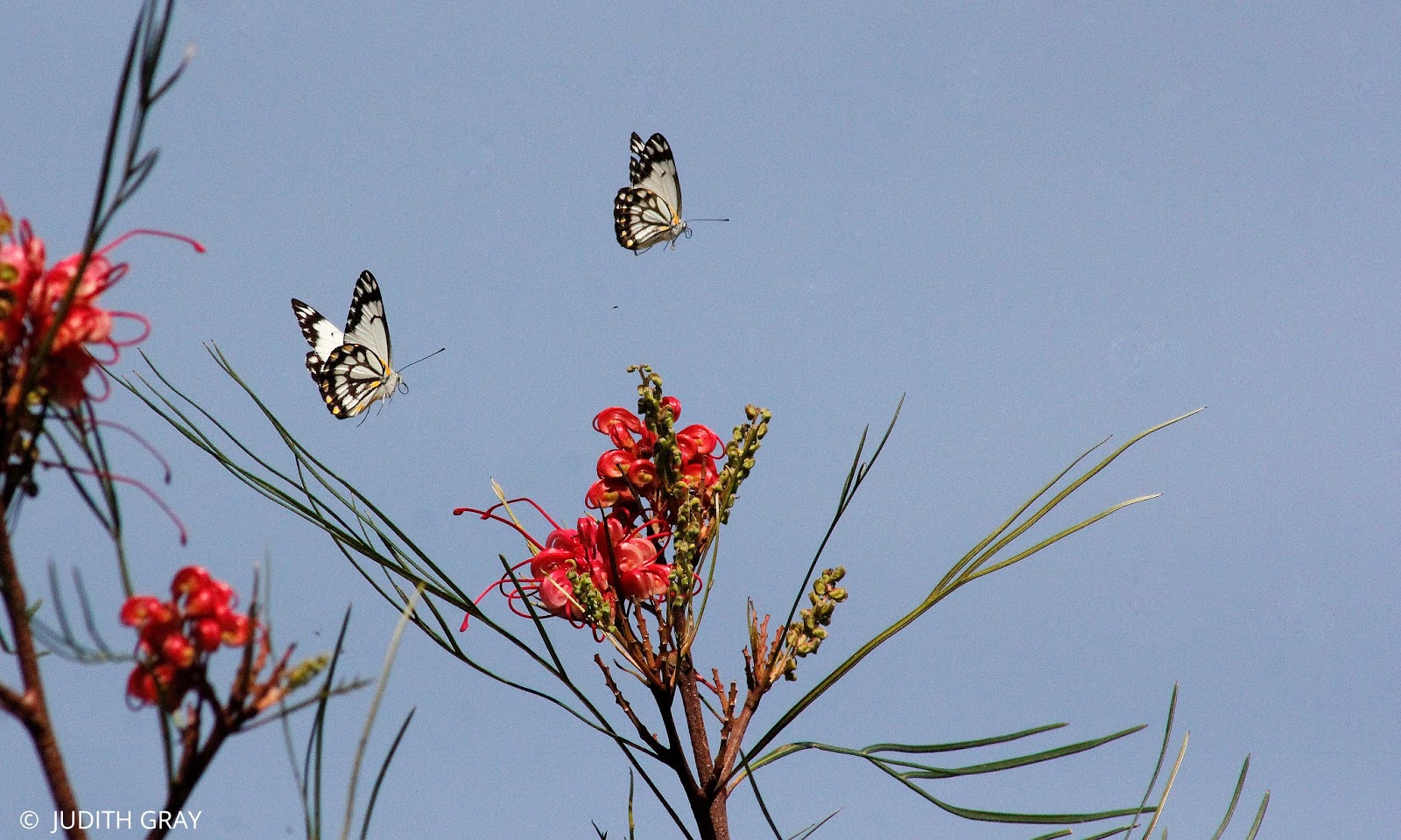 Caper White Butterfly Migration 2016