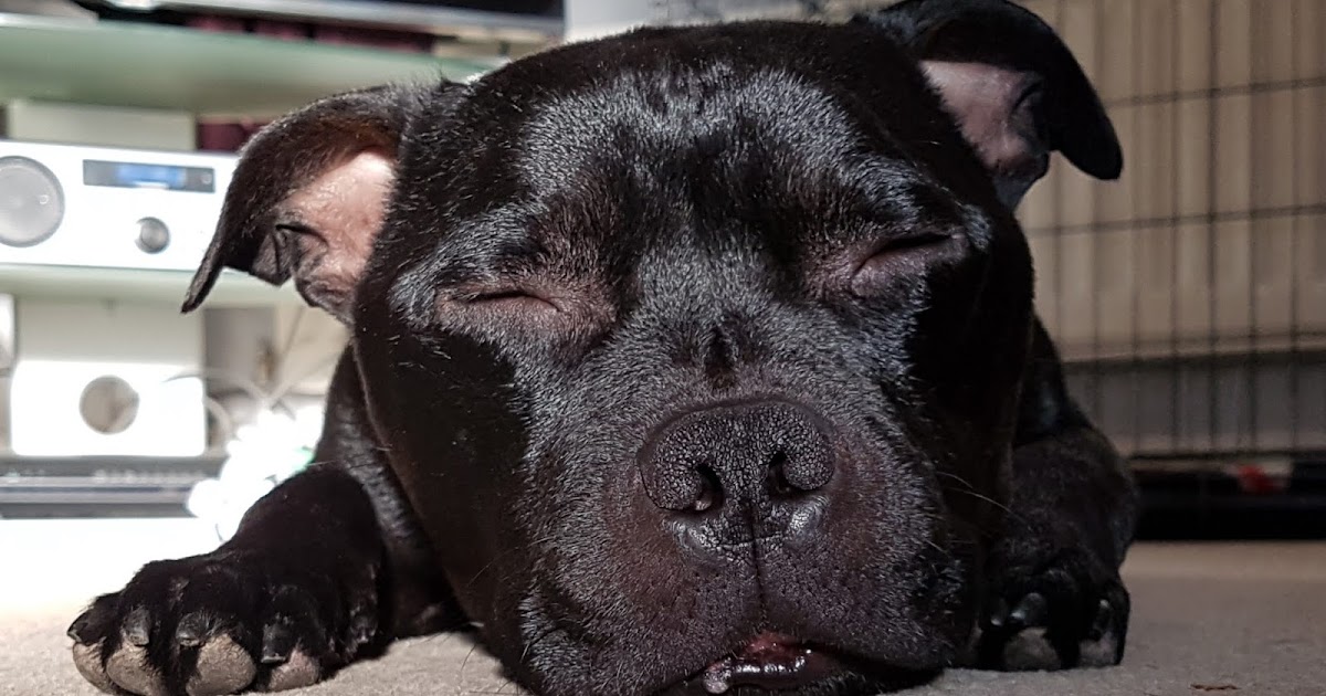 Diary of a Dog with Meningitis (SRMA)