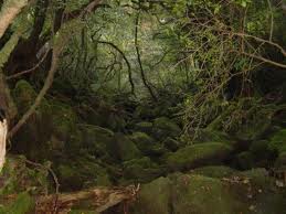 Pakshipathalam Bird Sanctuary