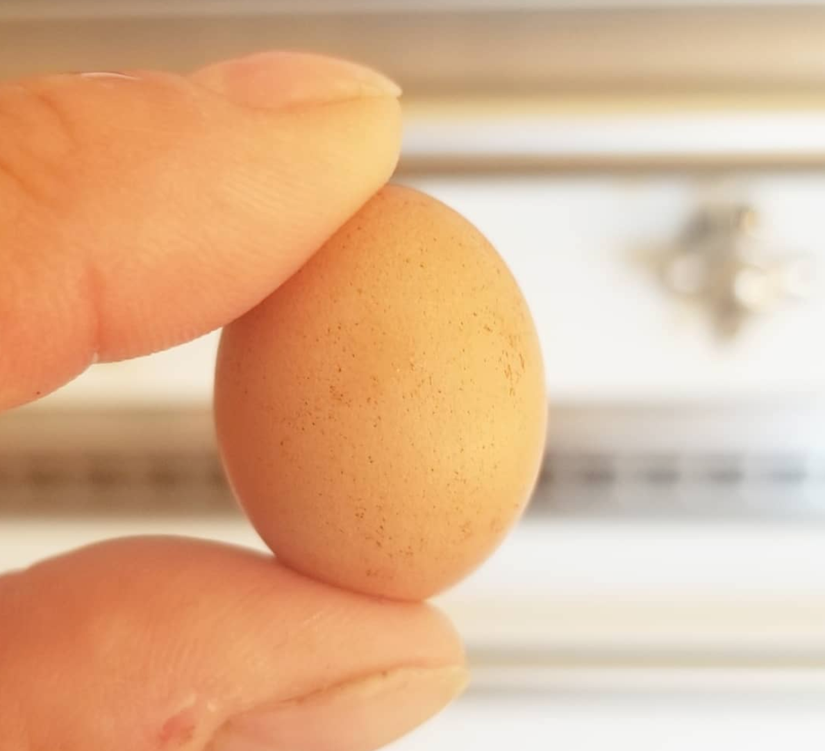 What are Fairy Eggs and Why Do Chickens Lay Them? - Fresh Eggs Daily ...