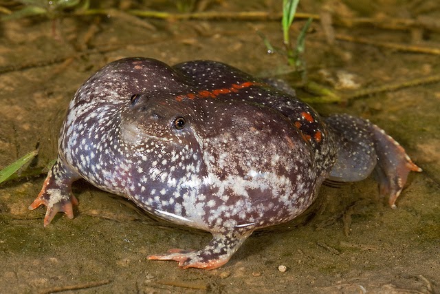 Rana excavadora mexicana o sapo cavador (Rhinophrynus dorsalis)