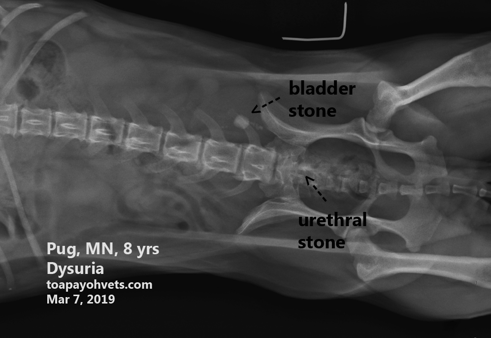 Veterinary, Photography and Travel Stories for vet students and pet ...