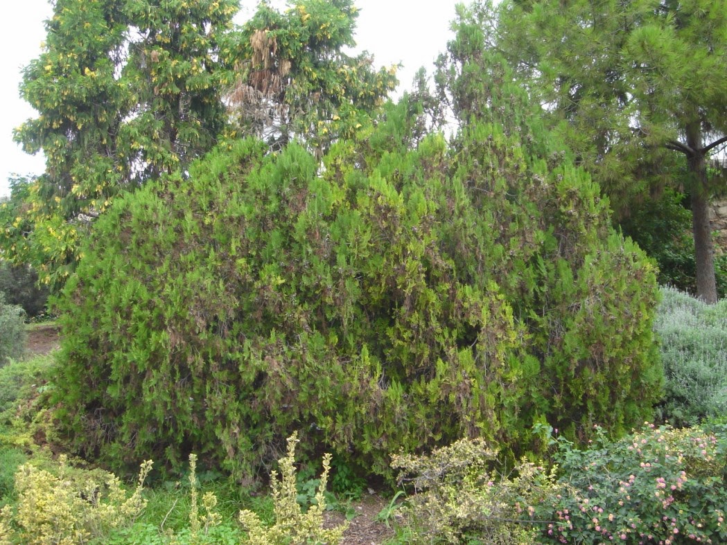 BLOG CLOROFILA: Thuja orientalis