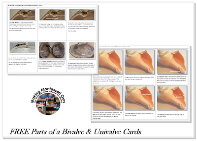 Kids Shell & Seashore Exploration - "Making Montessori Ours"