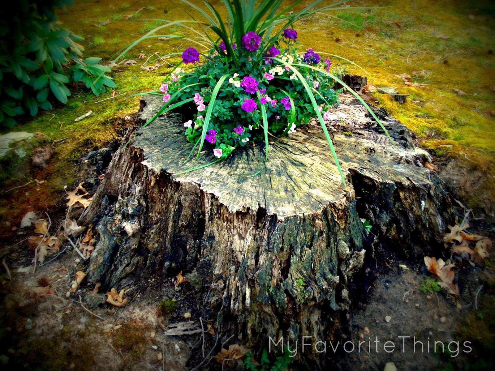My Favorite Things: Stump Garden