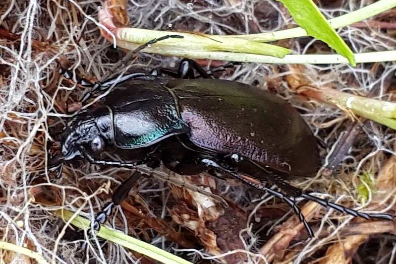 Kom frit frem, lille bille!: Dyr i området