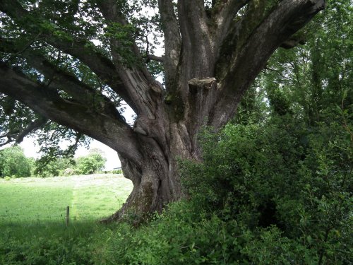 Clare County Library Blog: Brian Boru’s Oak Tree