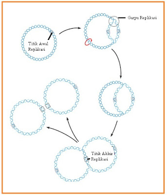 BIOLOGI GONZAGA: TRANSPLANTASI GEN-TEKNIK PLASMID