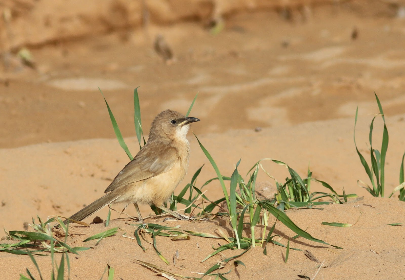 Non-Stop Birding: Morocco Day Six