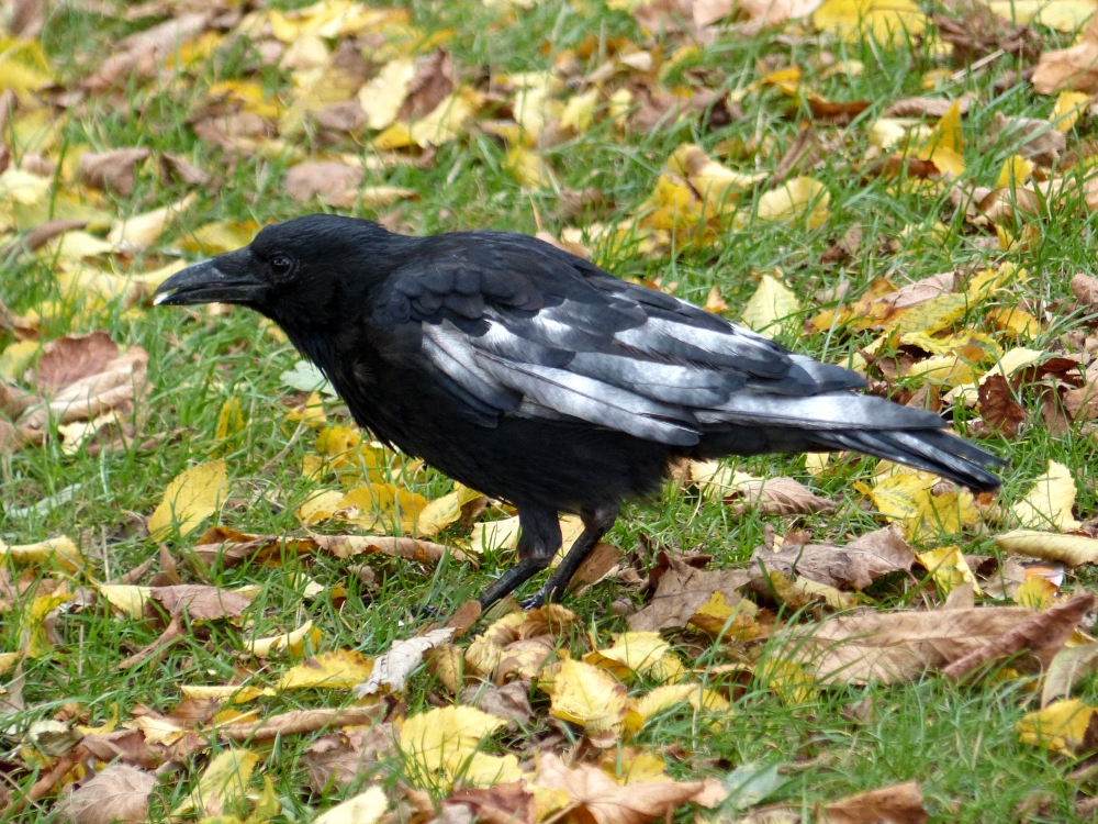 Kensington Gardens and Hyde Park birds
