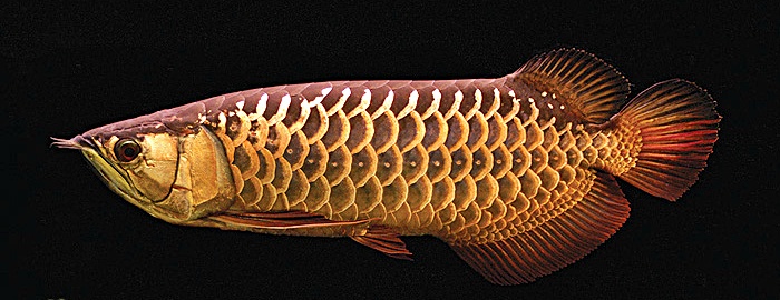 Jenis Arwana dan sebarannya