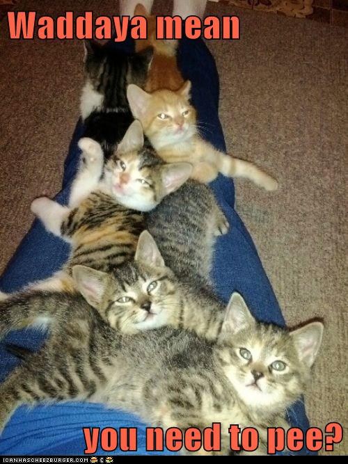 Pudicat Blog: Cat Humour