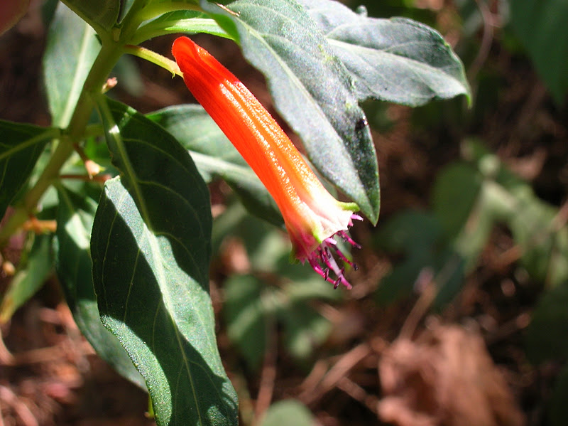 Recregarden: CUPHEA IGNEA