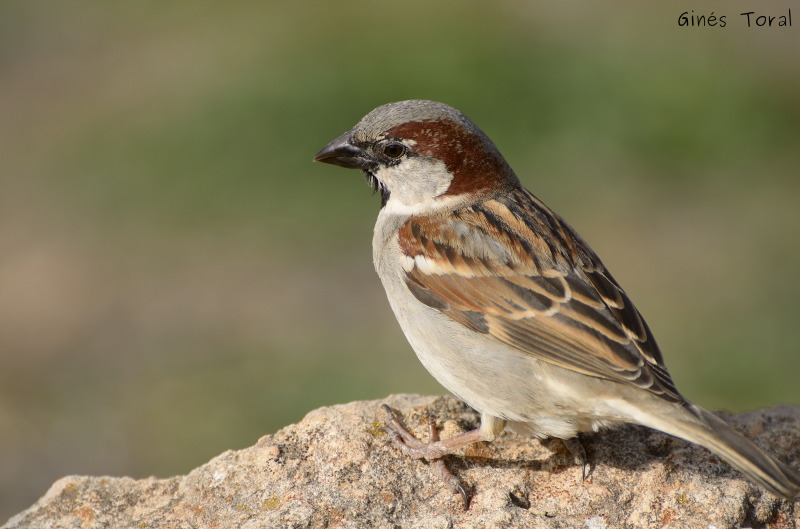 LaPedrera: GORRIÓN COMUN. Passer domesticus.