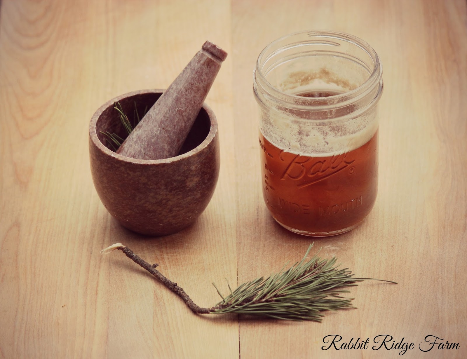 Foraging: Pine Needle Tea