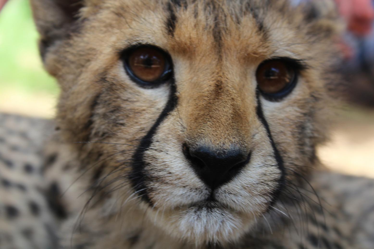 Kristin og Kjetil gjør Afrika: Dyrene i Afrika
