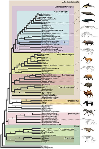 Evolutionary Vertebrate Zoology: 2011