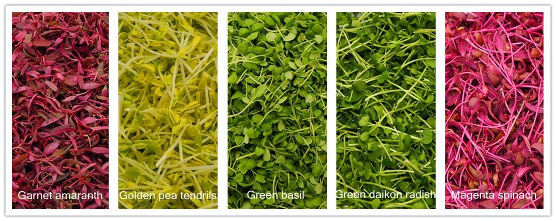 Hippocrates Health Institute: How to Grow Microgreens