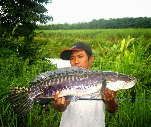 snakehead from indonesia
